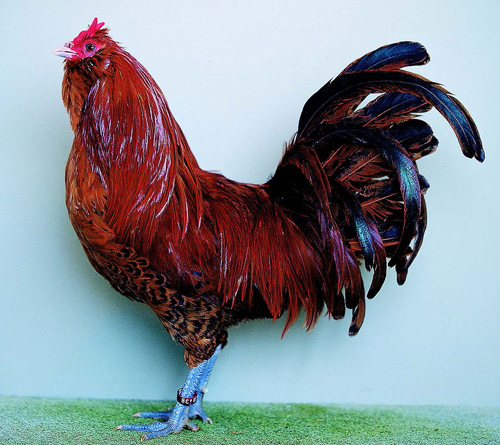 Gallina Holandesa : un ave con barba y patillas. | Finca Casarejo