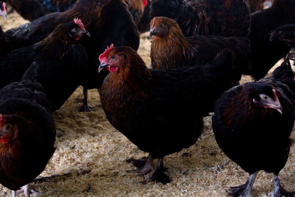 Gallinas Marans de Raza Pura Garantizada | Finca Casarejo