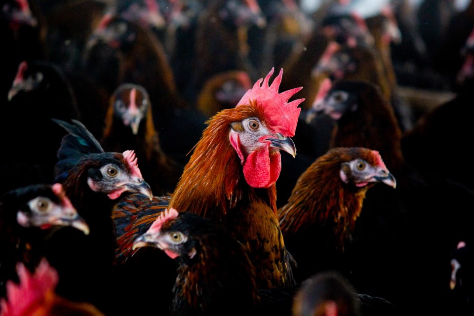 Gallinas Marans de Raza Pura Garantizada | Finca Casarejo