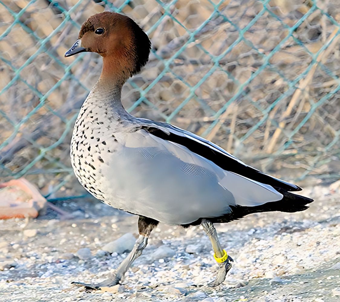 Ganso de melenas (chenonetta jubata) | Finca Casarejo