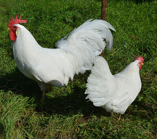 Razas de Gallinas de Tamaño Mediano | Finca Casarejo