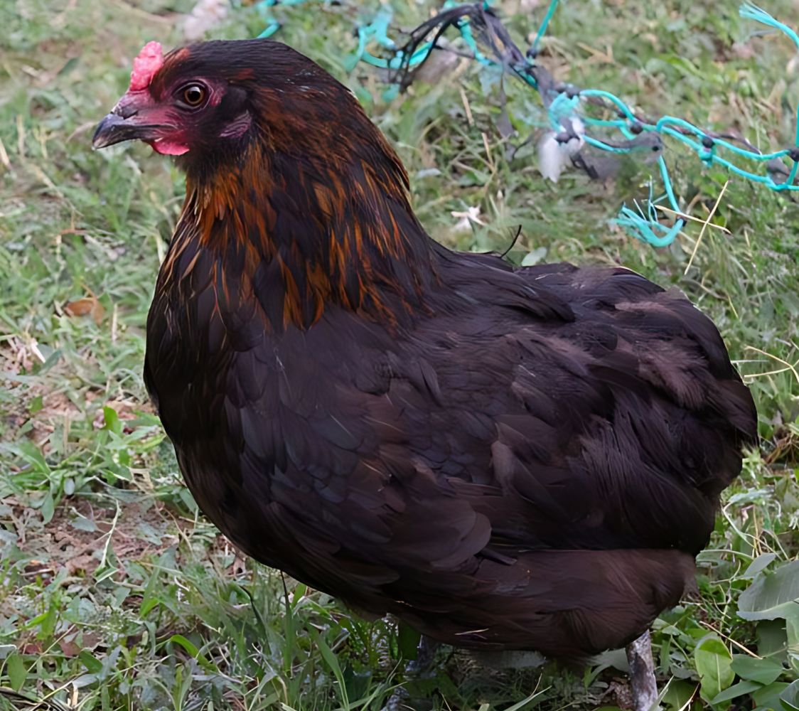Gallina olive egg: huevos de color verde oliva en tu corral | Finca ...
