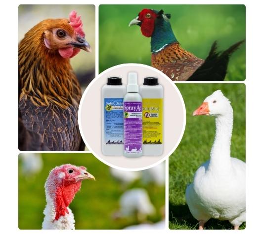Insecticida y Desinfectante Contra Piojos y Ácaros en Aves | Finca Casarejo
