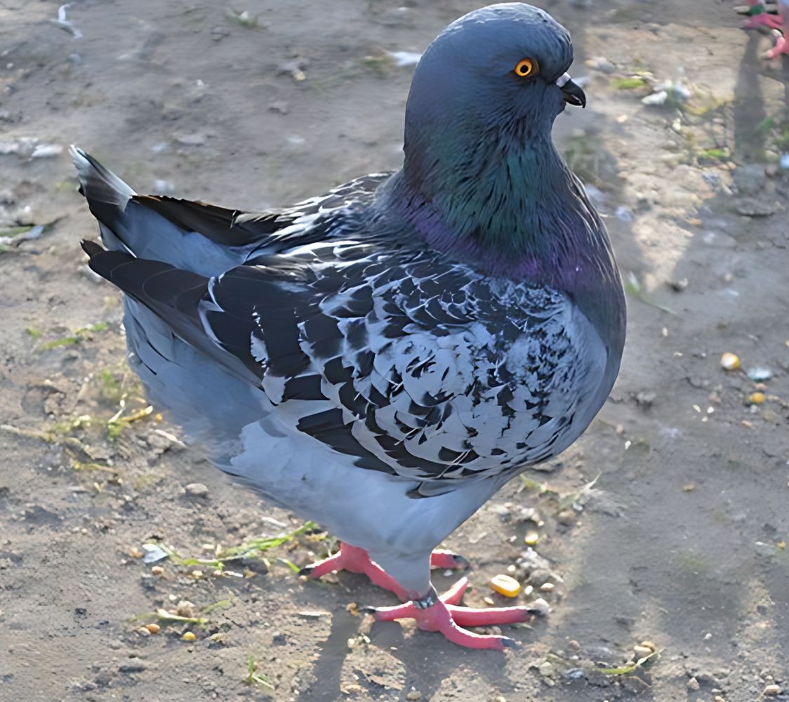 King | Finca Casarejo