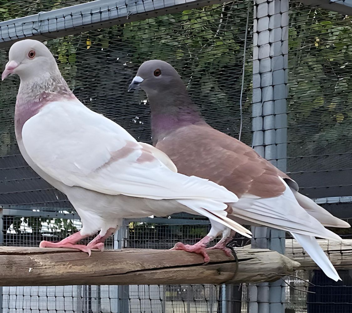 Comprar Paloma Mensajera y Otras Razas de Palomas | Finca Casarejo