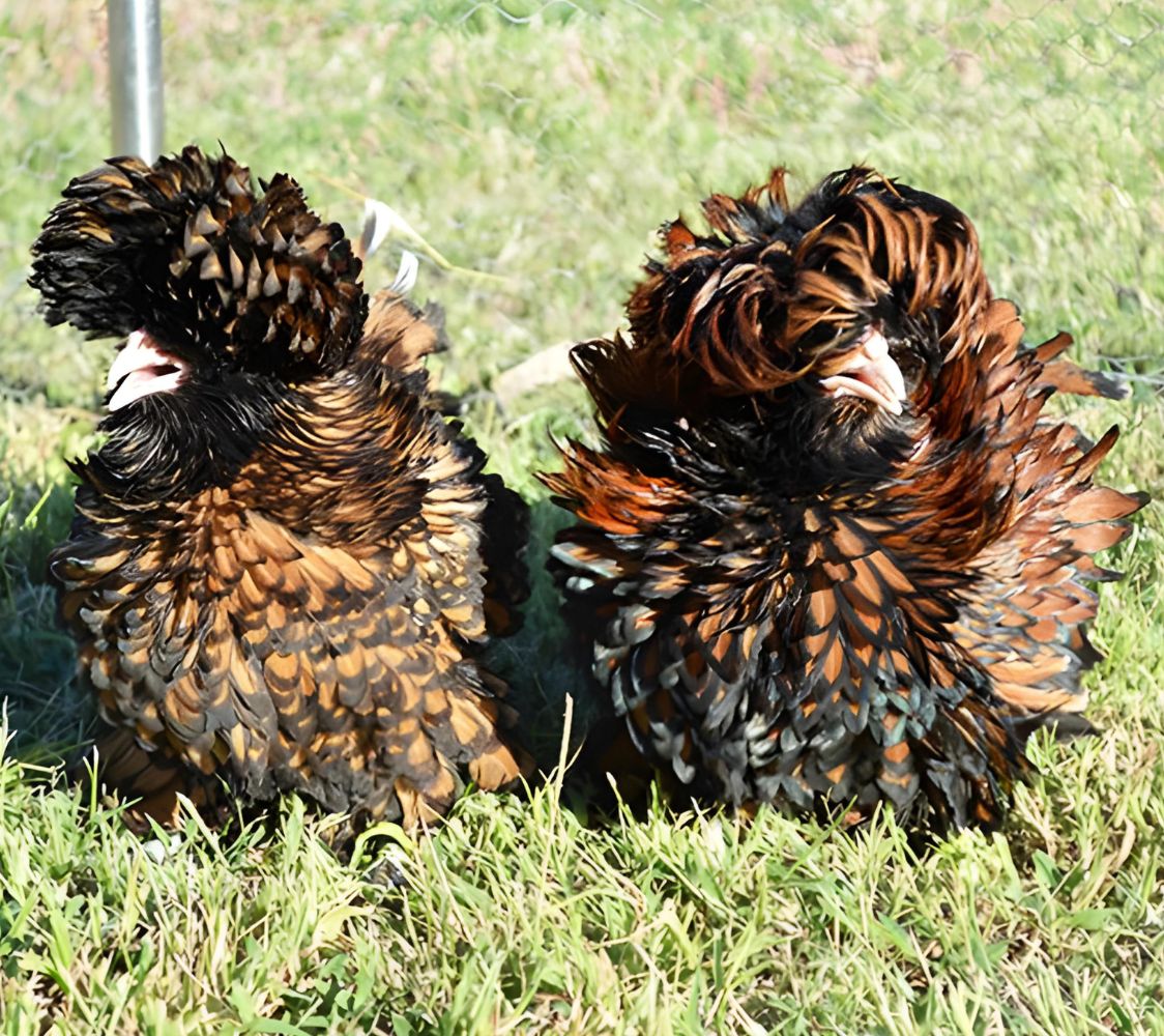 Paduana: una raza de gallinas moñudas de porte altivo | Finca Casarejo