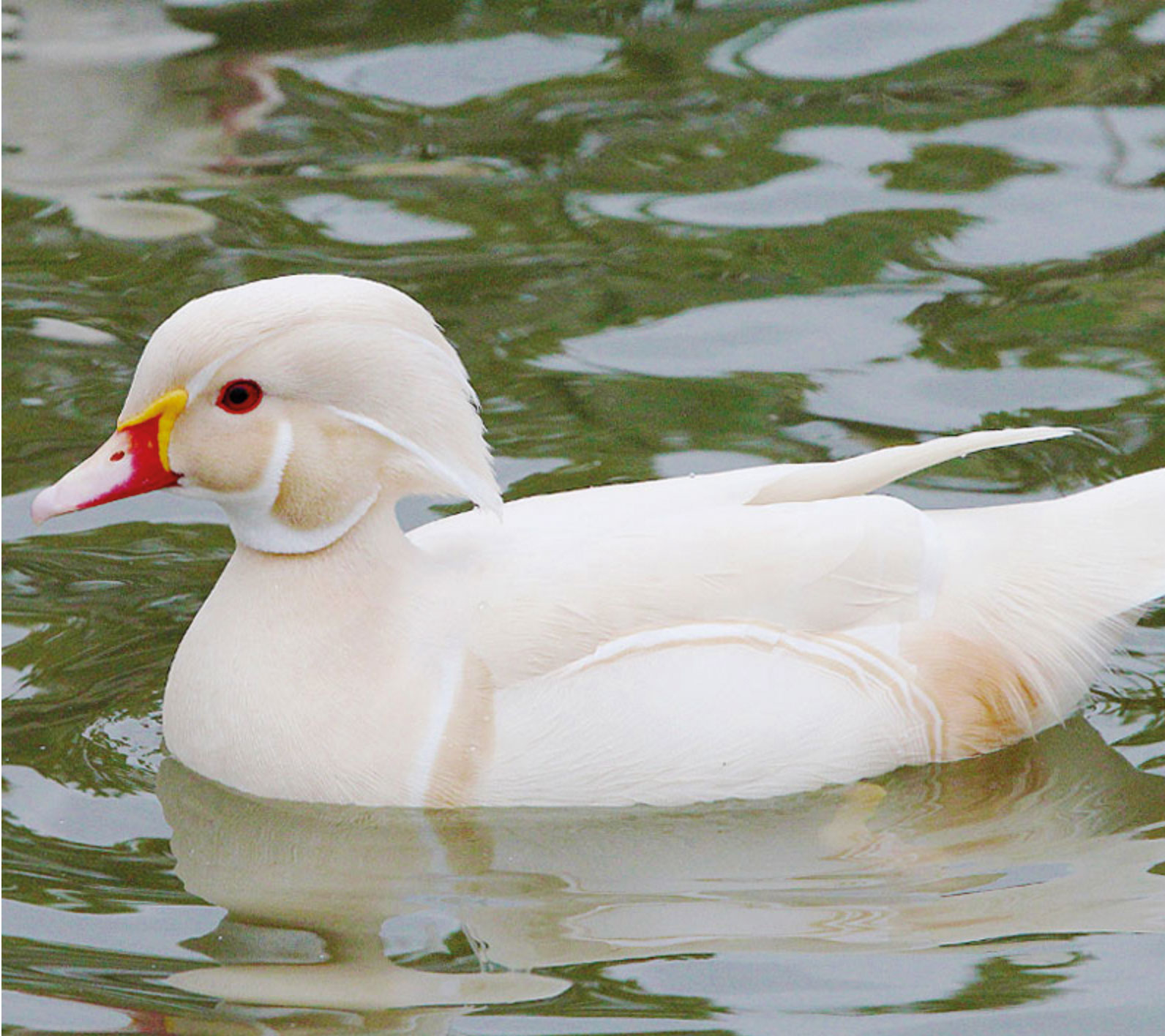 Pato carolina blanco | Finca Casarejo