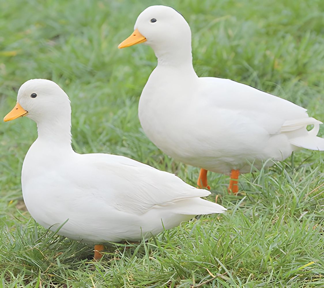 Razas De Patos Miniatura Pato Wikipedia, La Enciclopedia Libre