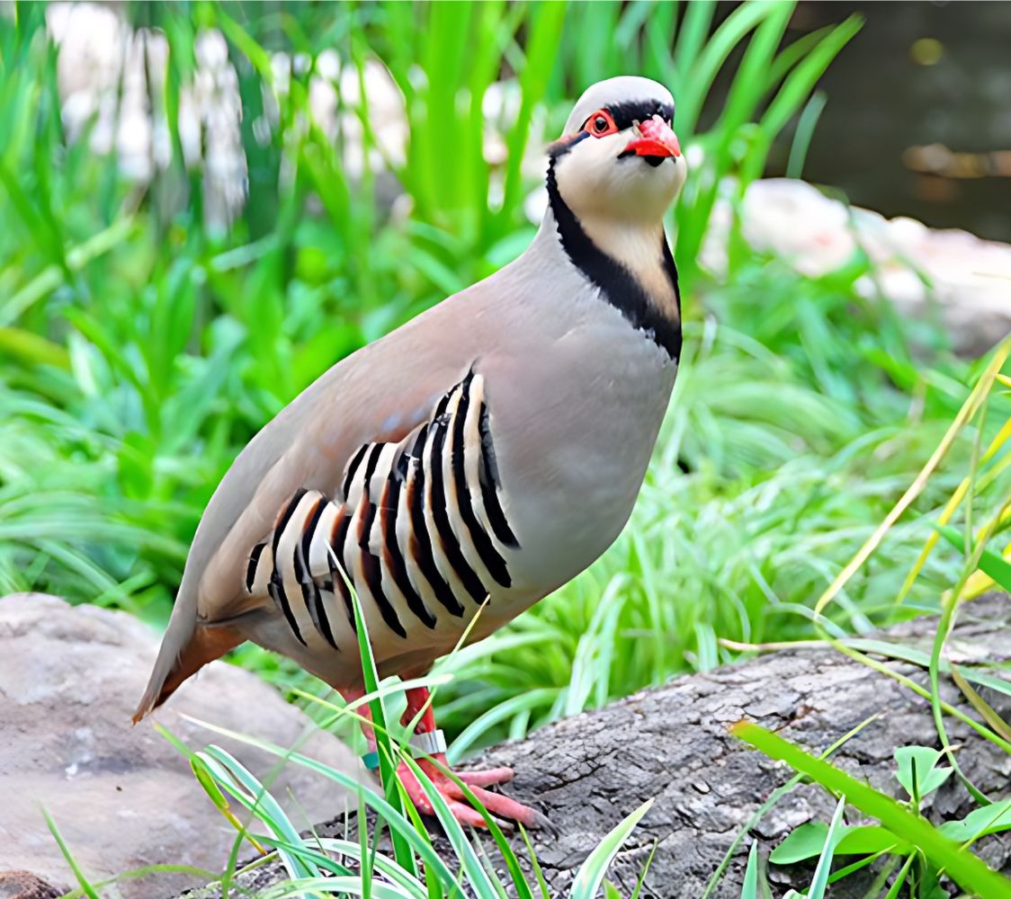 Comprar Perdiz Griega en España: Alectoris Graeca | Finca Casarejo