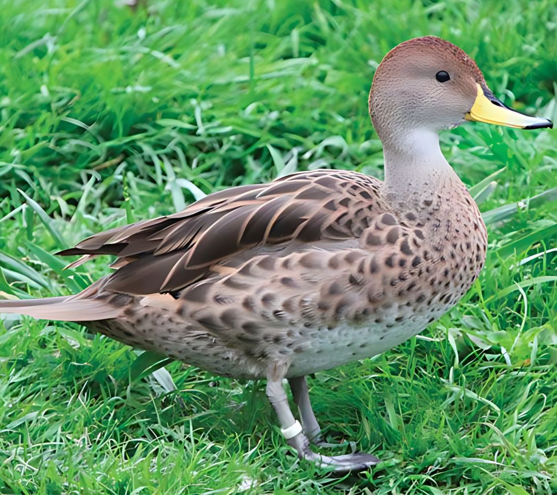 Rabudo de Chile (Anas georgica spinicauda) | Finca Casarejo