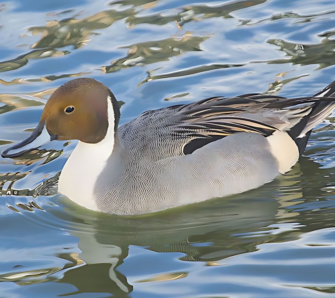 Rabudo europeo (Anas acuta) | Finca Casarejo