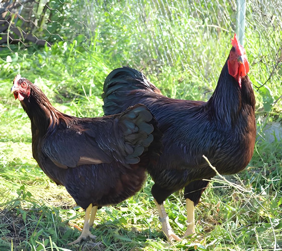 Gallina Rhode Island Raza Pura Garantizada | Finca Casarejo