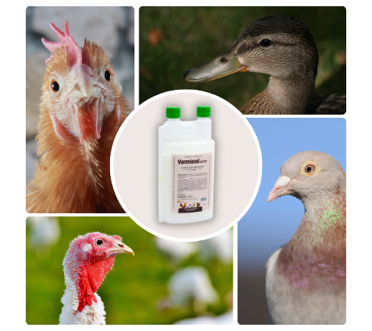 Vermiend: pienso complementario líquido | Finca Casarejo