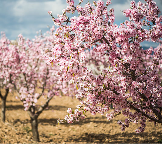 Almendro (Prunus Dulcis). Envío De Árboles A Domicilio | Finca Casarejo