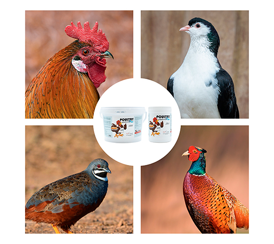 Complemento nutricional para aves | Finca Casarejo