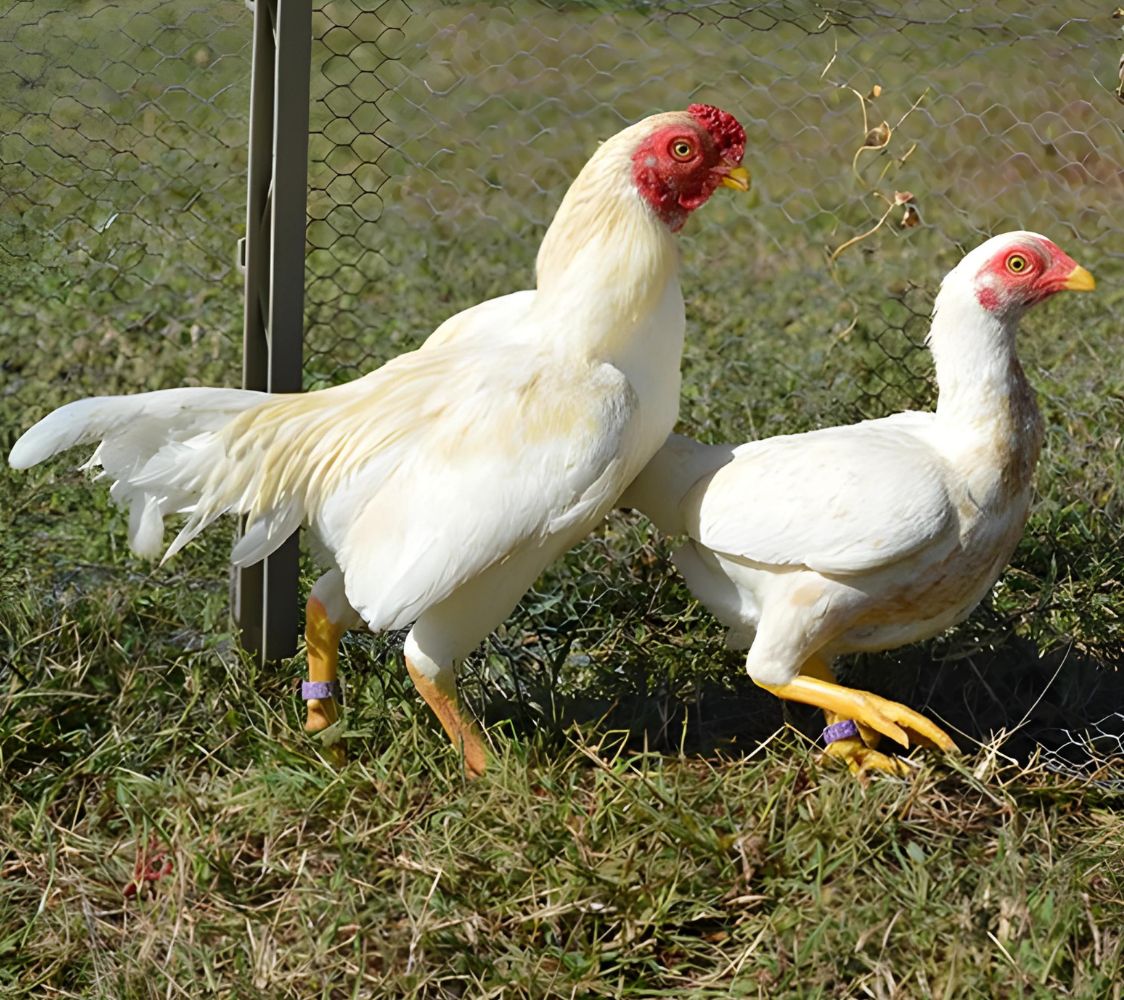Asil enano | Finca Casarejo