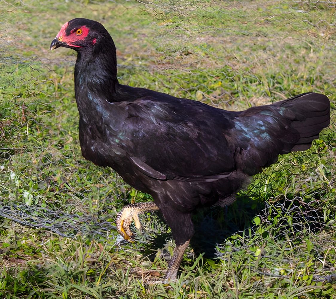 Asil | Finca Casarejo