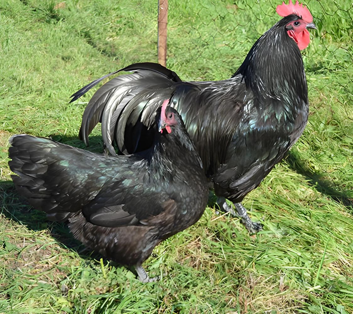 Gallinas raza Australorp: vendemos Pura Raza Garantizada | Finca Casarejo