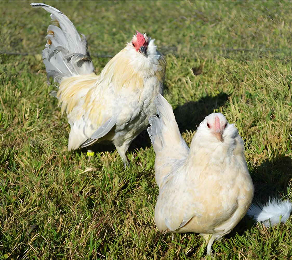 Gallina Barbuda de Amberes Raza Pura: Venta Oline de Aves | Finca Casarejo