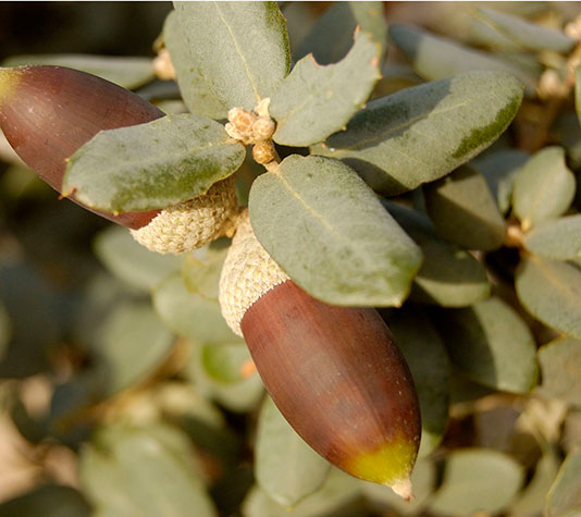 Árbol del Alcornoque o Del Corcho. Su Fruto Es La Bellota, ¡Cómpralo ...