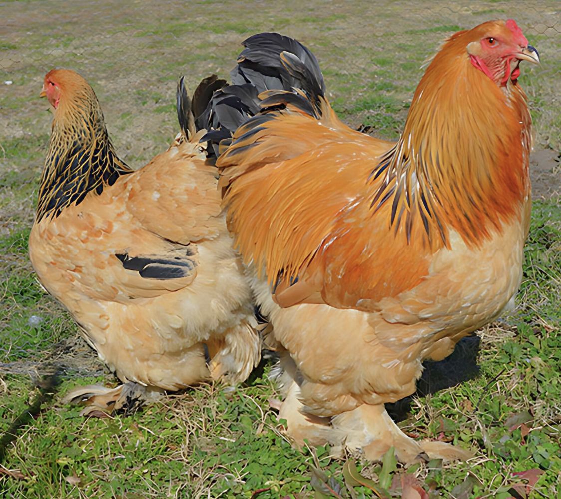 Gallina Brahma: una raza tamaño XL, tranquila e incubadora | Finca Casarejo
