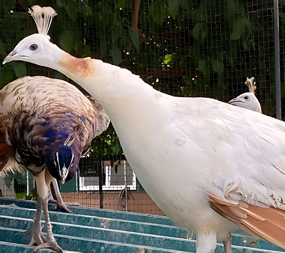 Comprar pavo real: diferentes variedades de color en venta | Finca Casarejo