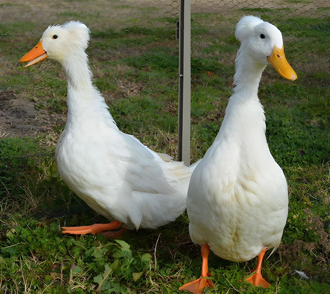 Características del Pato Canard Pompon. Venta Online | Finca Casarejo