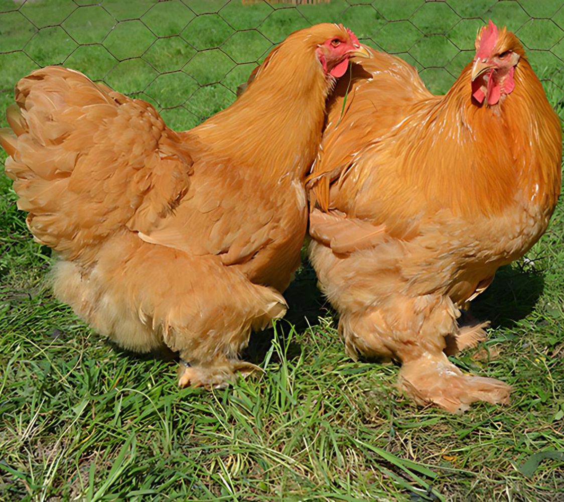 Raza Cochinchina, una gallina de gran tamaño pero tranquila | Finca ...