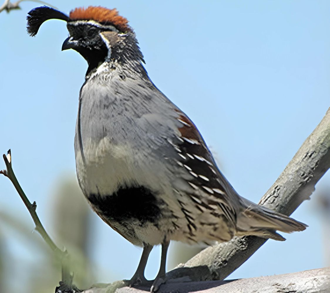 Colín de Gambel | Finca Casarejo