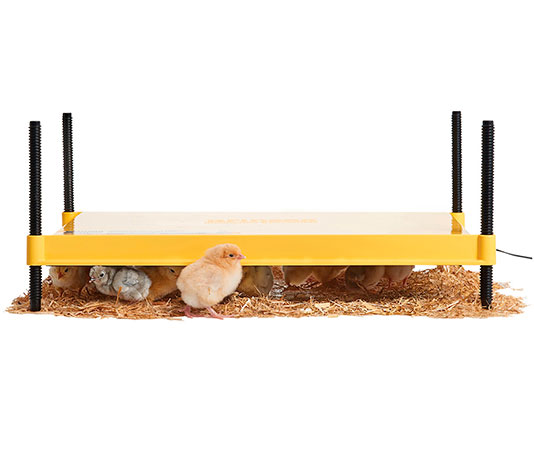 Criadora de Pollitos. Distintos tamaños | Finca Casarejo