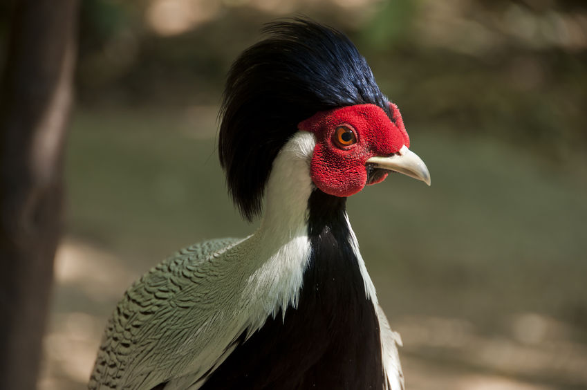 Faisán Plateado: Alimentación, Cría, Reproducción, Venta... | Finca ...