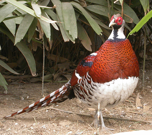 Faisanes: Venta y Consejos para la Cría | Finca Casarejo