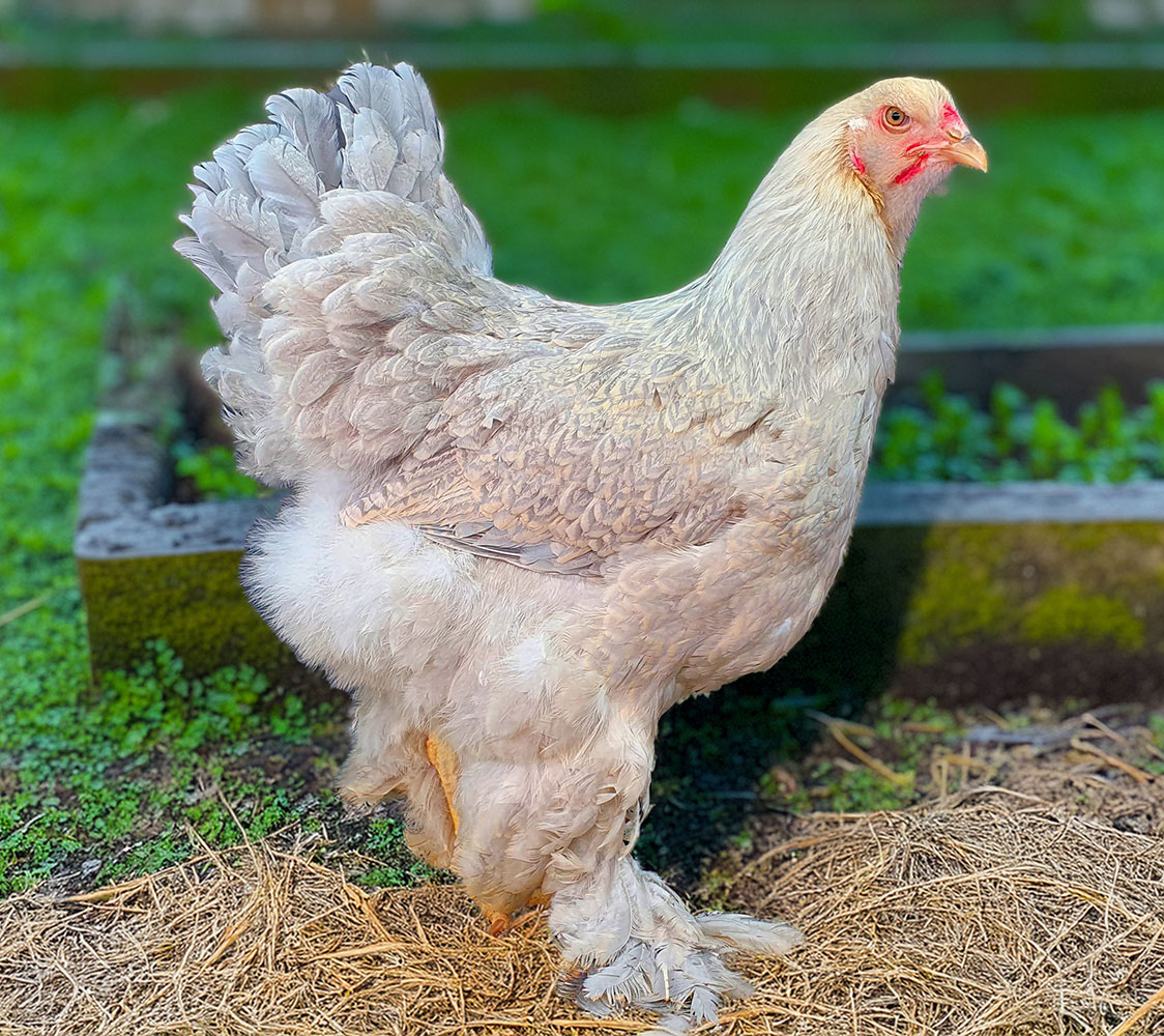 Gallina Brahma: una raza tamaño XL, tranquila e incubadora | Finca Casarejo