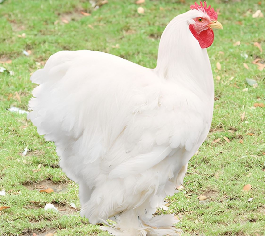 Raza Cochinchina, una gallina de gran tamaño pero tranquila | Finca ...