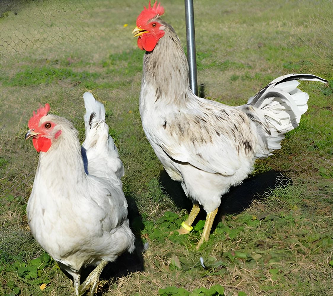 Gallinas Extremeñas Raza Pura Garantizada | Finca Casarejo
