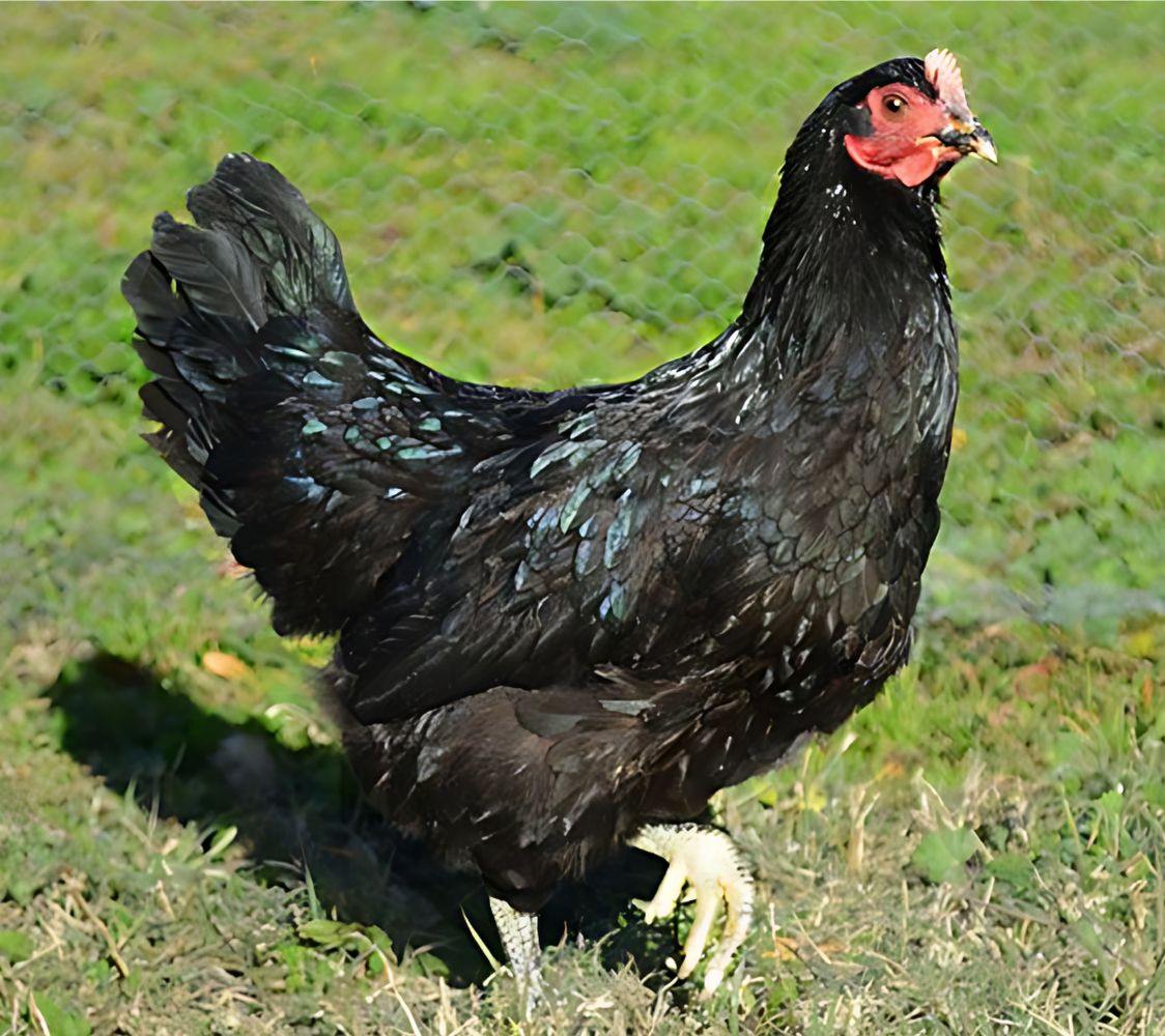 Gallinas Extremeñas Raza Pura Garantizada | Finca Casarejo