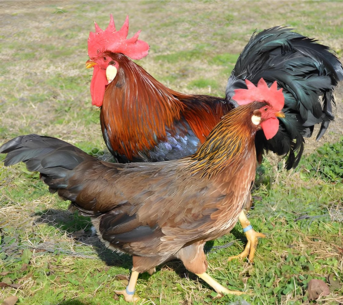 Dónde comprar gallinas Leghorn doradas italianas | Finca Casarejo
