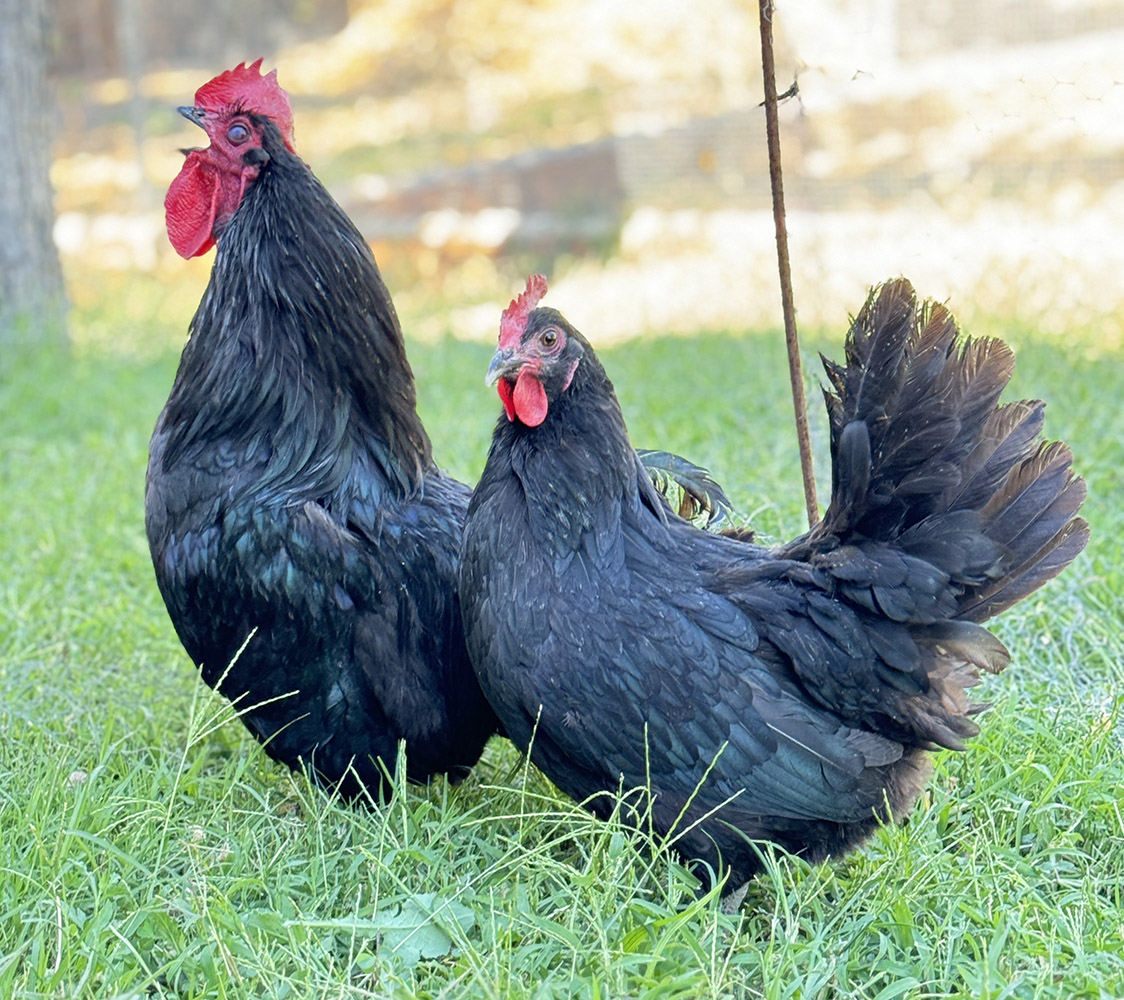 Gallina Janze: depredadora natural de insectos | Finca Casarejo