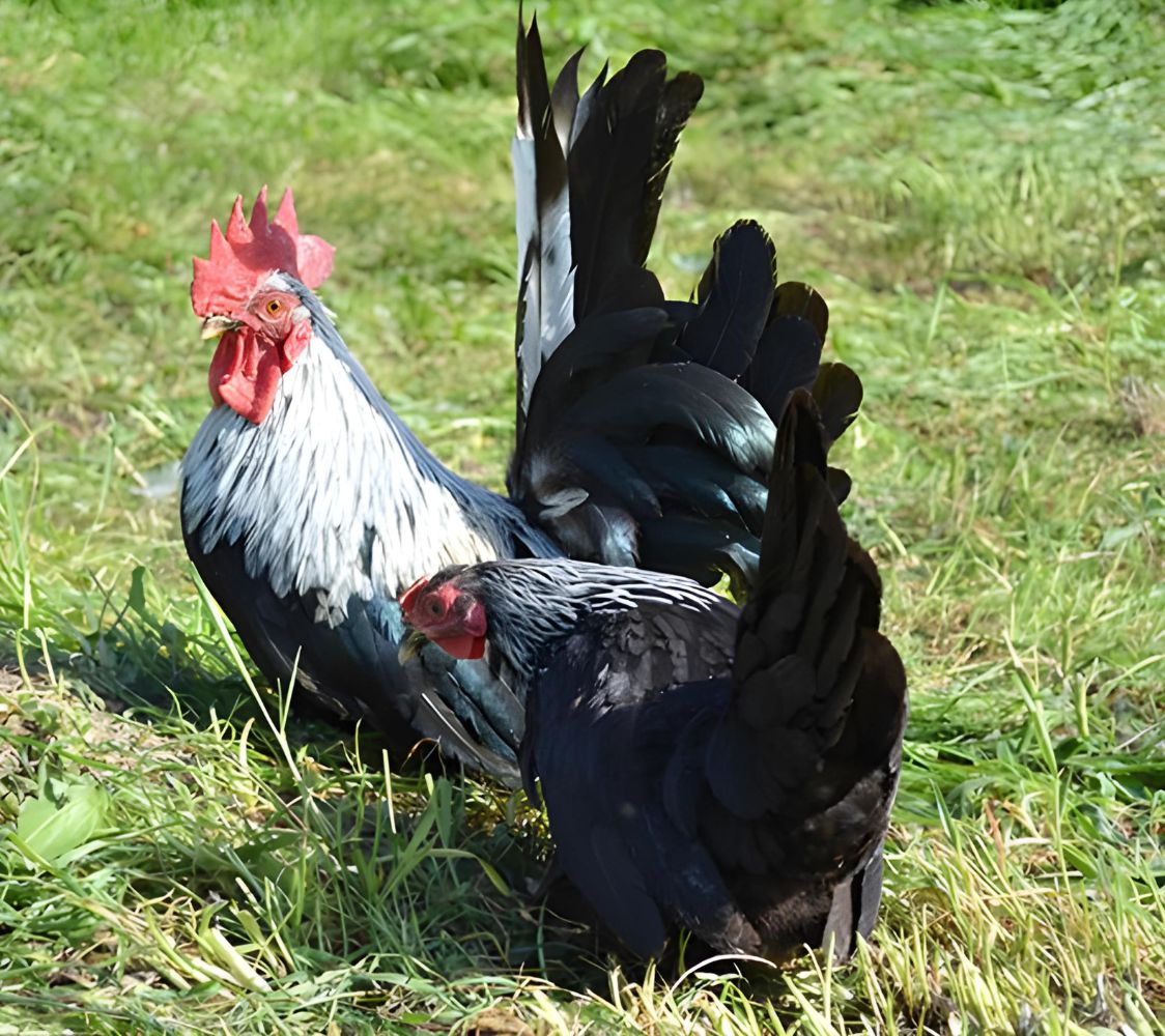 Gallina Nagasaki Raza Pura Garantizada: Gallinas Enanas | Finca Casarejo