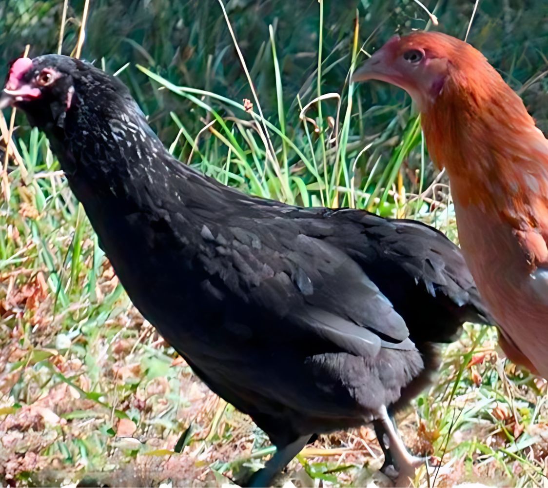 Gallina olive egg: huevos de color verde oliva en tu corral | Finca ...