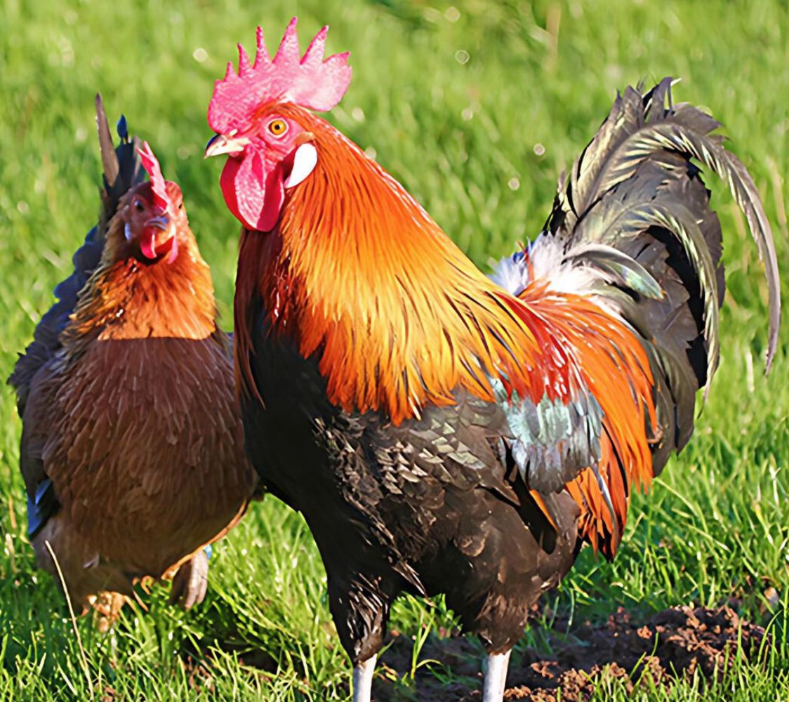 Gallina Gauloise | Finca Casarejo