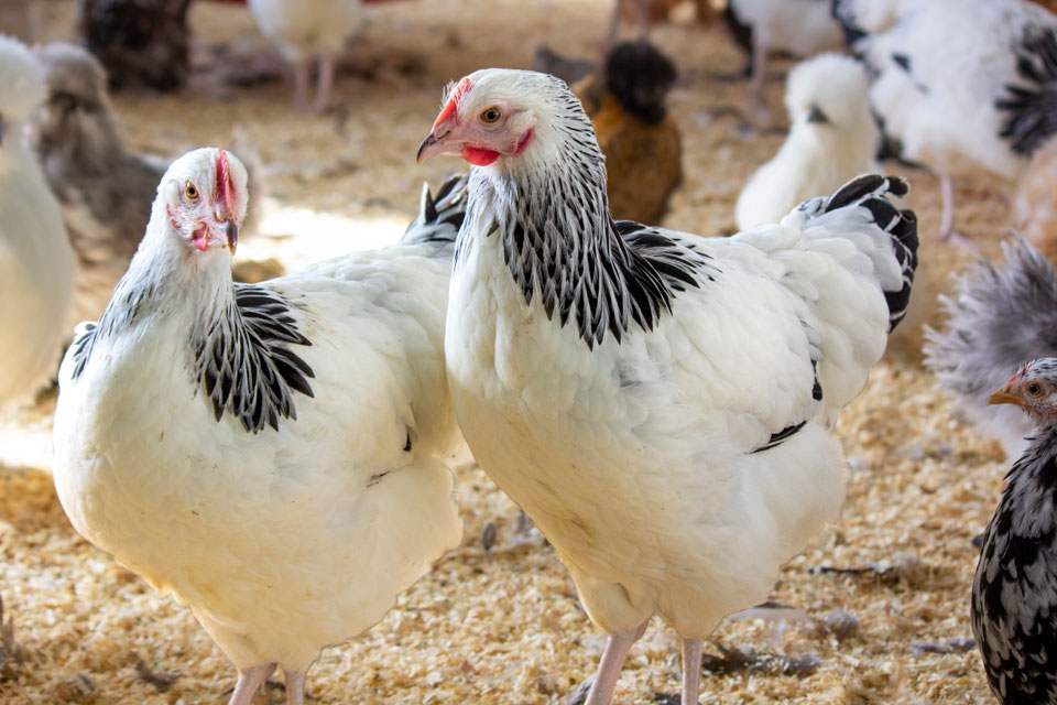 Gallinas Sussex de Raza Pura Garantizada | Finca Casarejo