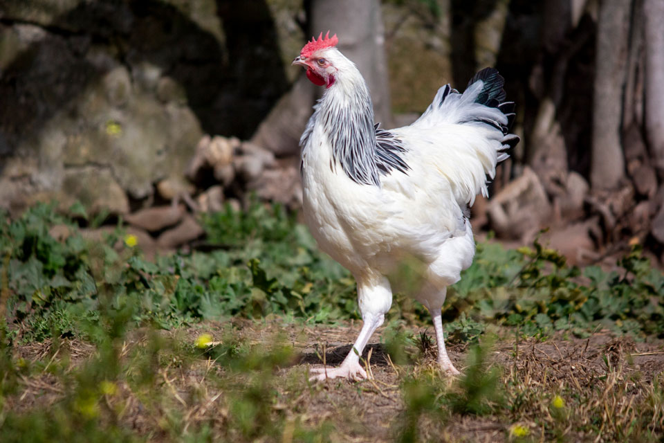 Gallinas Sussex de Raza Pura Garantizada | Finca Casarejo