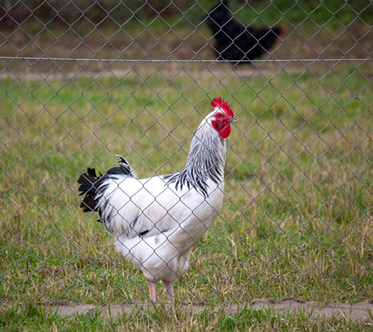 Gallinas Sussex de Raza Pura Garantizada | Finca Casarejo