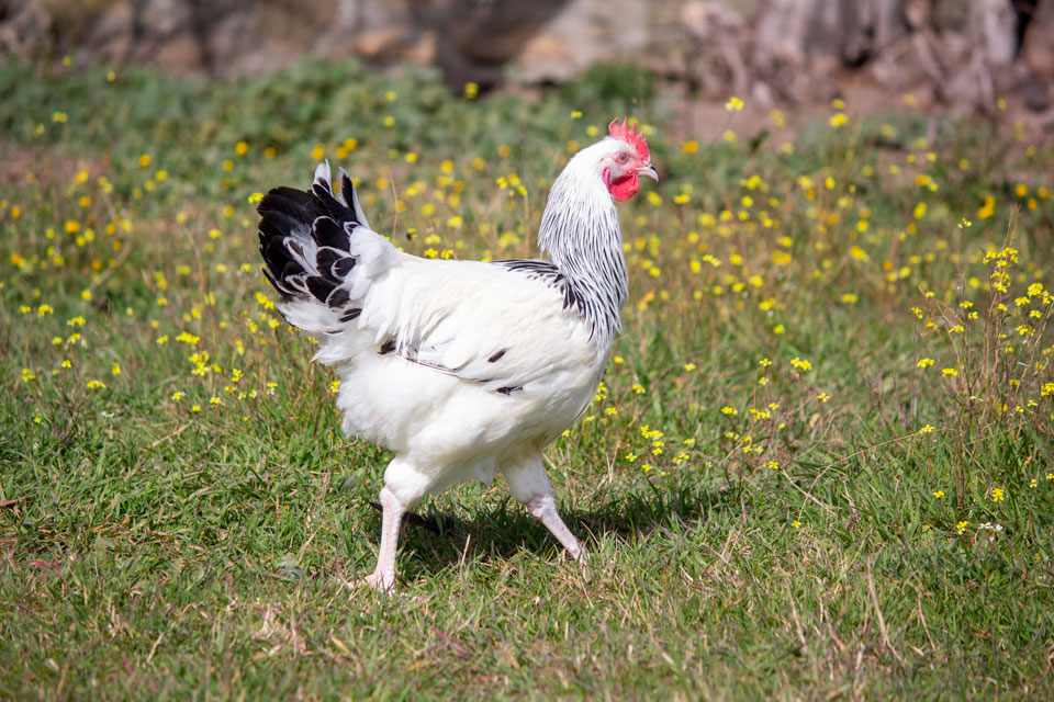 Gallinas Sussex de Raza Pura Garantizada | Finca Casarejo