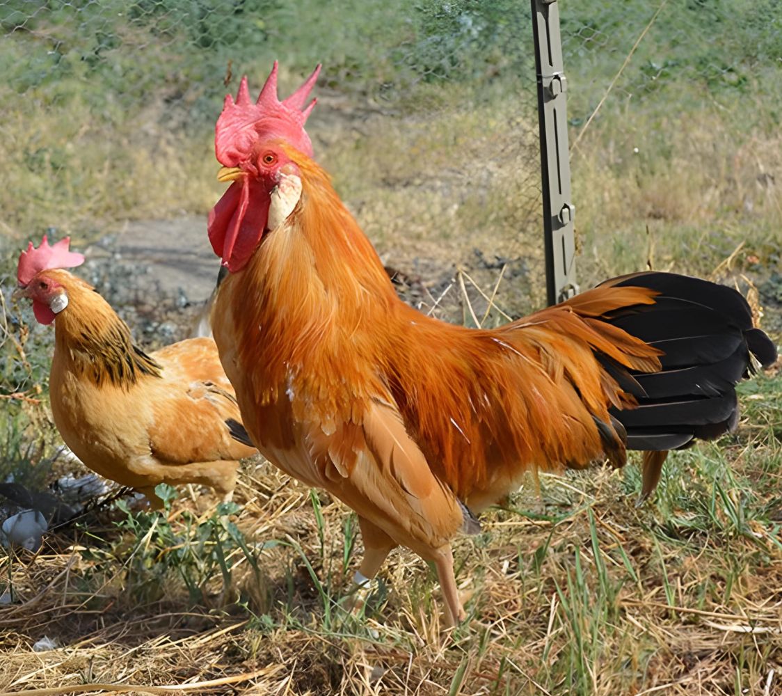 Leghorn enano (Italiana enana) | Finca Casarejo