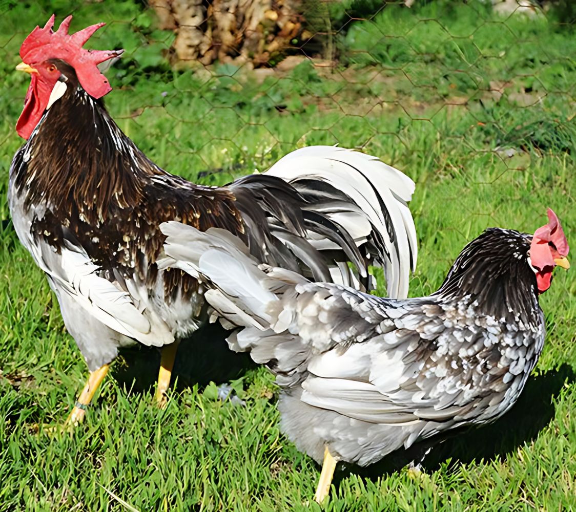 Dónde comprar gallinas Leghorn doradas italianas | Finca Casarejo