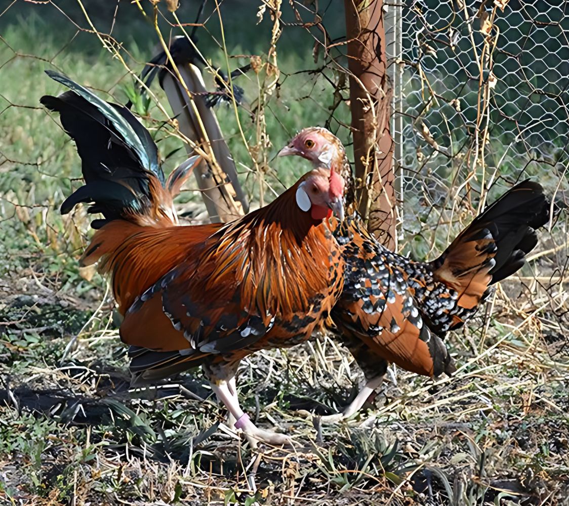 Gallina Java Raza Pura Garantizada: Gallinas Enanas | Finca Casarejo