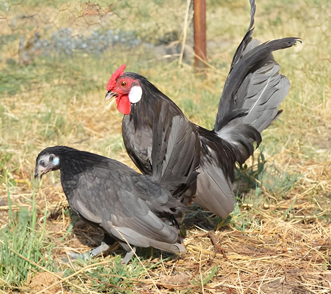 Gallina Java Raza Pura Garantizada: Gallinas Enanas | Finca Casarejo