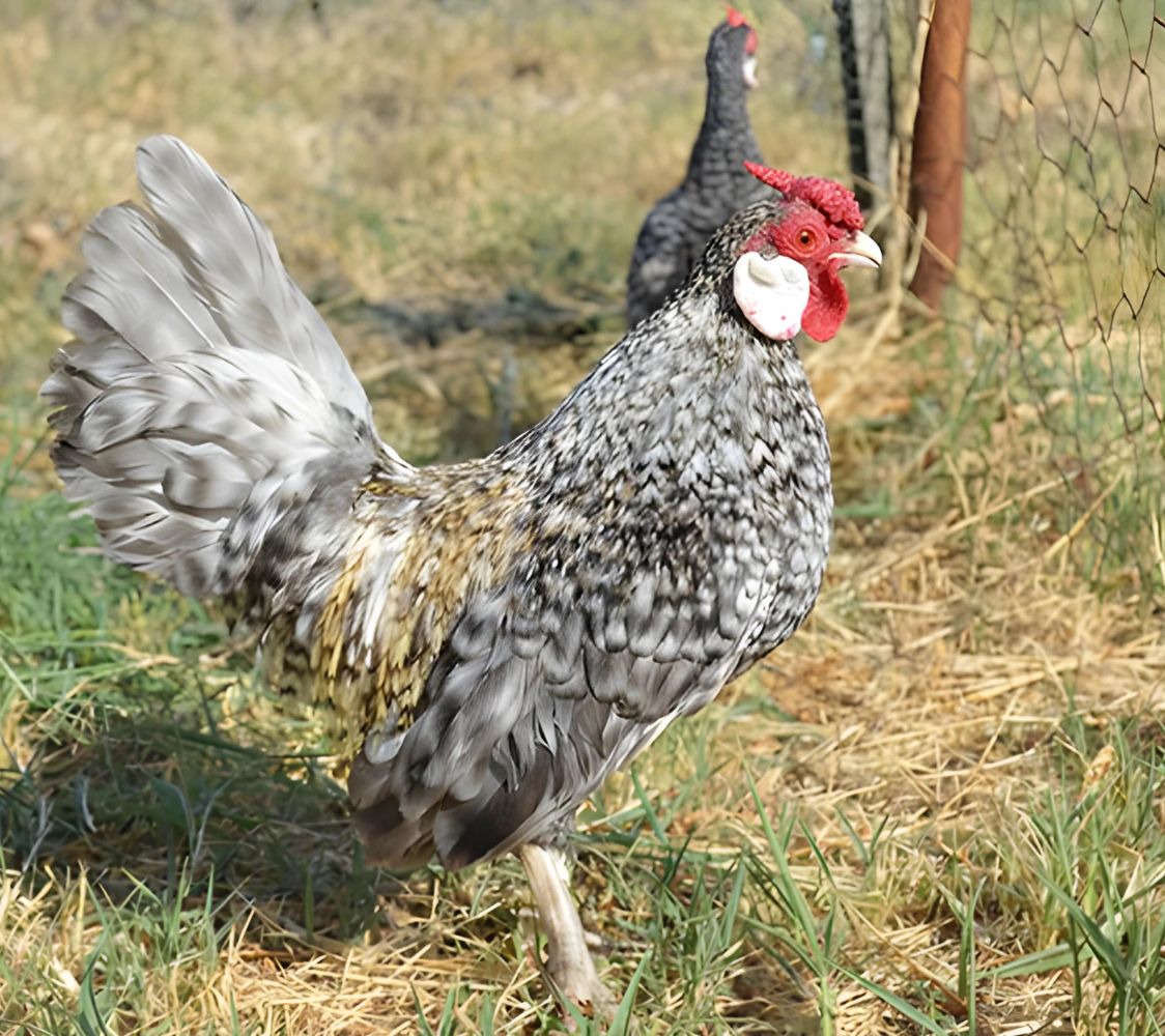 Gallina Java Raza Pura Garantizada: Gallinas Enanas | Finca Casarejo